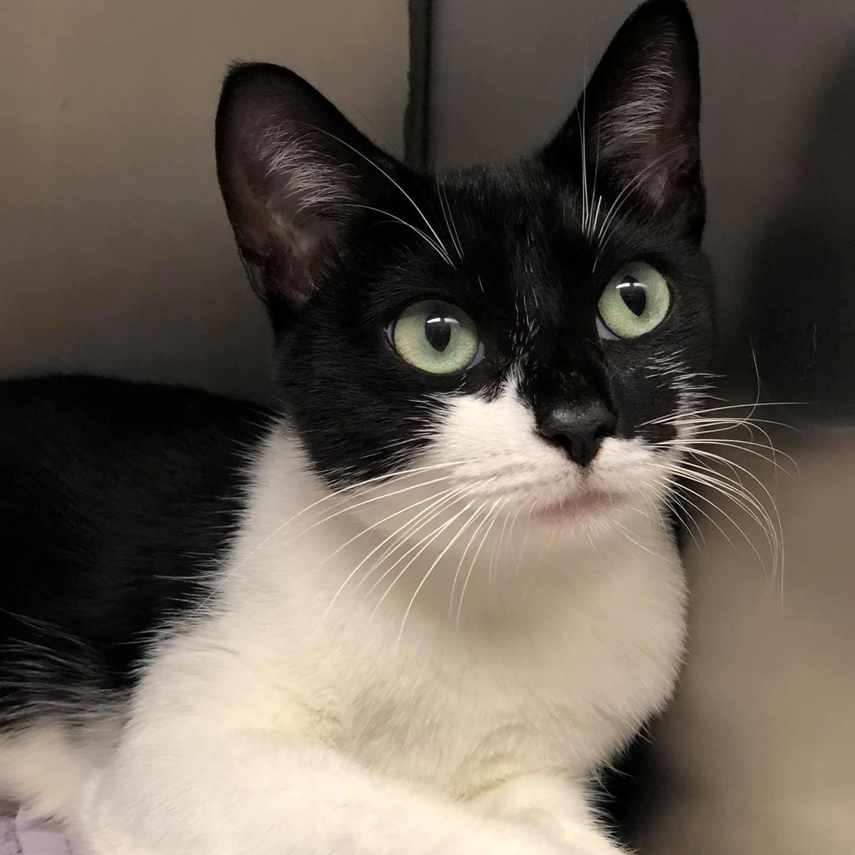 New Clients at Maybeck Animal Hospital