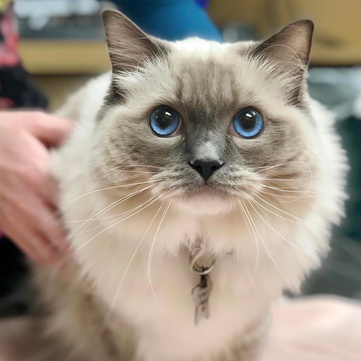 Request an Appointment at Maybeck Animal Hospital